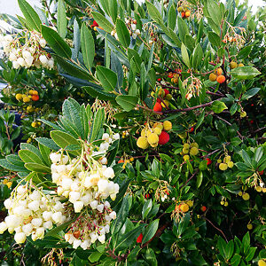 Dwarf Strawberry Tree For Sale Online | The Tree Center