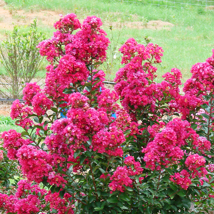 Enduring Fuchsia Crape Myrtle | The Tree Center