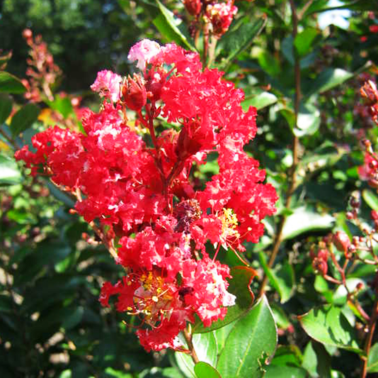 Enduring Fuchsia Crape Myrtle | The Tree Center