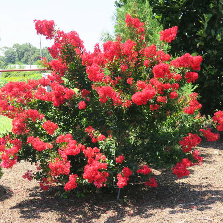Enduring Fuchsia Crape Myrtle | The Tree Center
