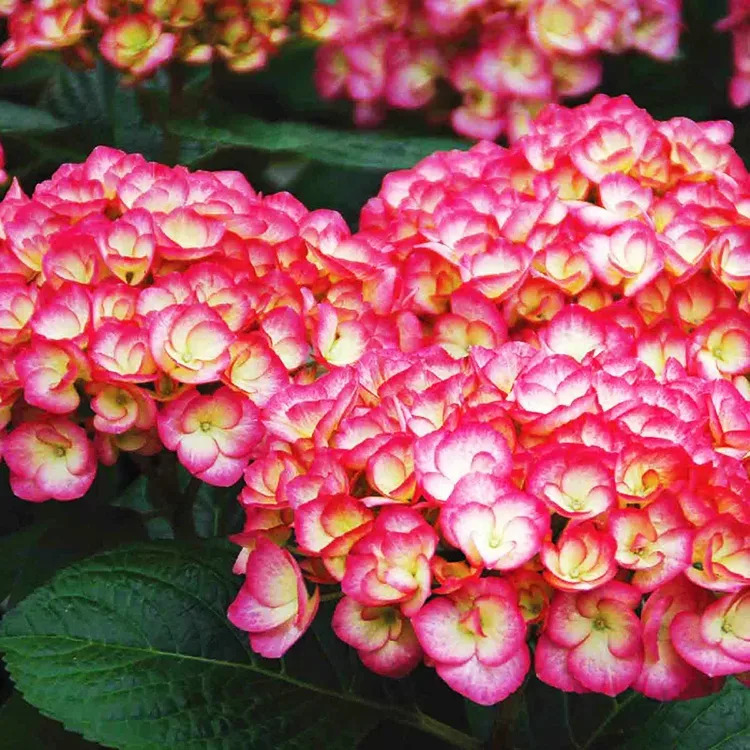 Firefly Hydrangea For Sale Online | The Tree Center