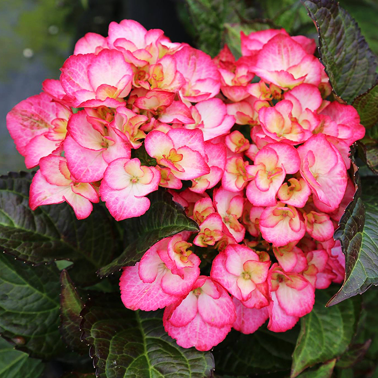 Firefly Hydrangea For Sale Online | The Tree Center