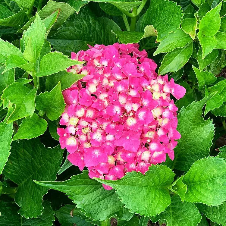 Firefly Hydrangea For Sale Online | The Tree Center