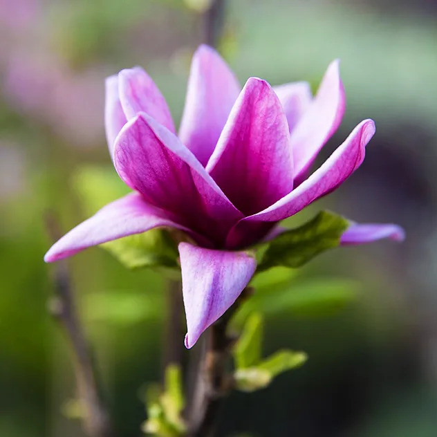 Genie Magnolia For Sale Online | The Tree Center