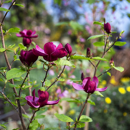 Genie Magnolia For Sale Online | The Tree Center