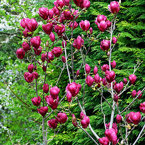 Genie Magnolia For Sale Online | The Tree Center
