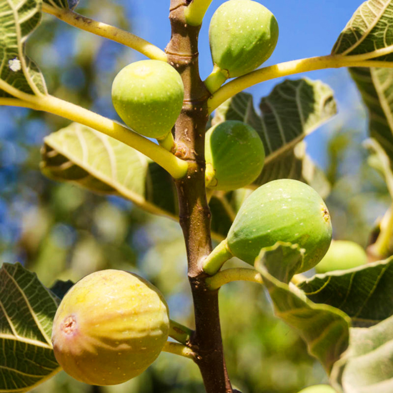 Ghost Hill™ Fig For Sale Online | The Tree Center