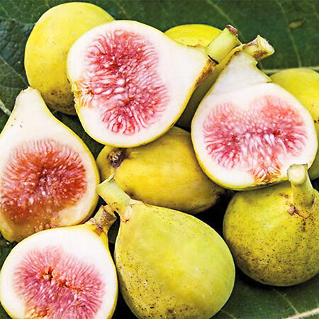 Ghost Hill™ Fig For Sale Online | The Tree Center