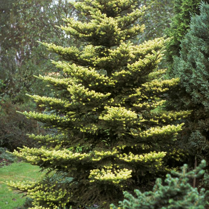 Golden Korean Fir For Sale Online | The Tree Center