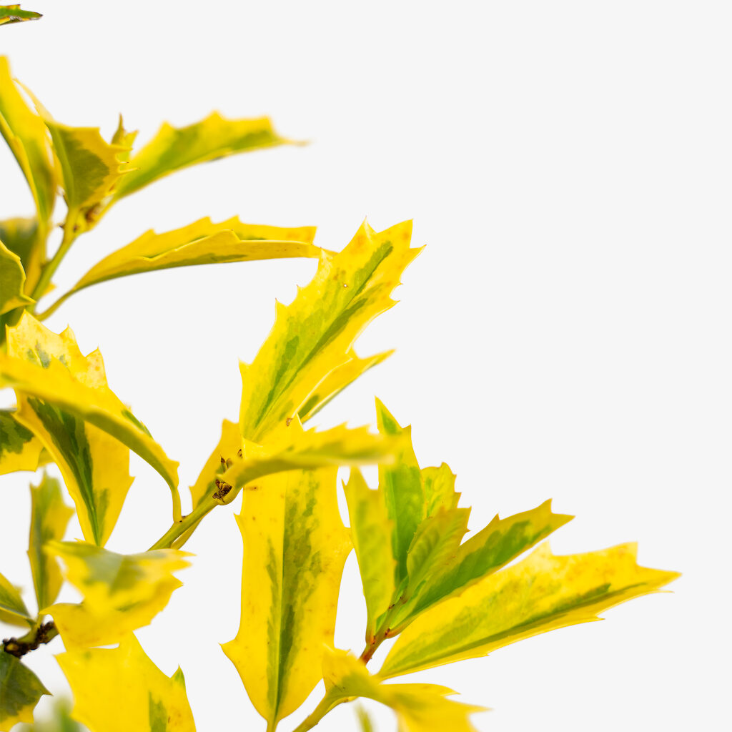 Golden Oakland® Holly For Sale Online | The Tree Center