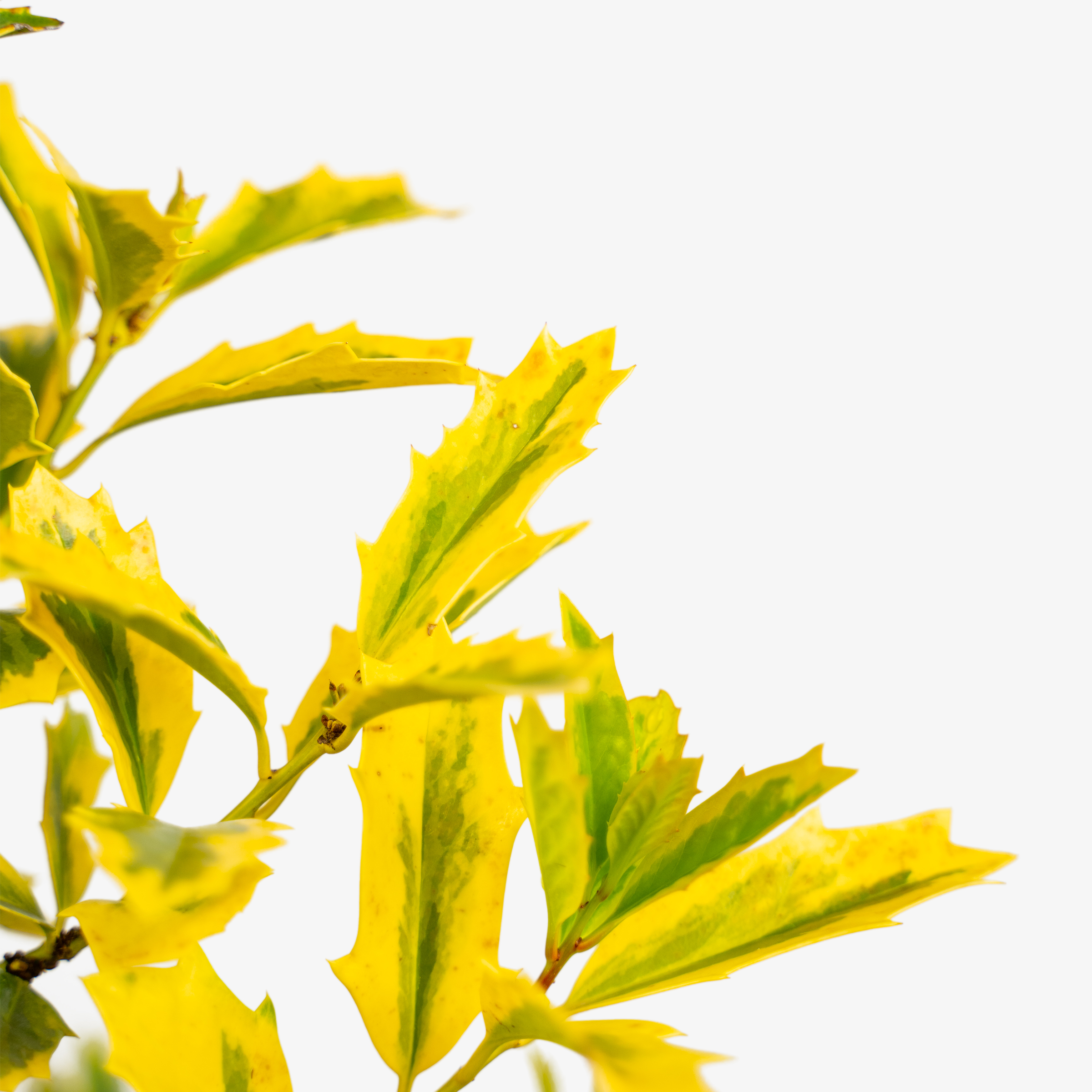 Golden Oakland® Holly For Sale Online | The Tree Center