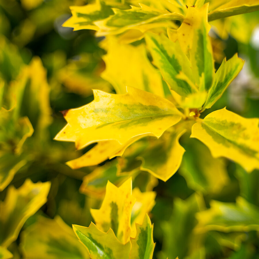 Golden Oakland® Holly For Sale Online | The Tree Center