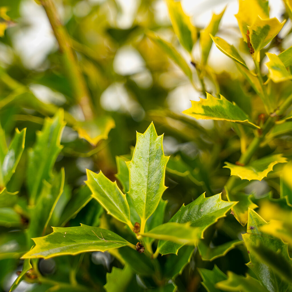 Golden Oakland® Holly For Sale Online | The Tree Center