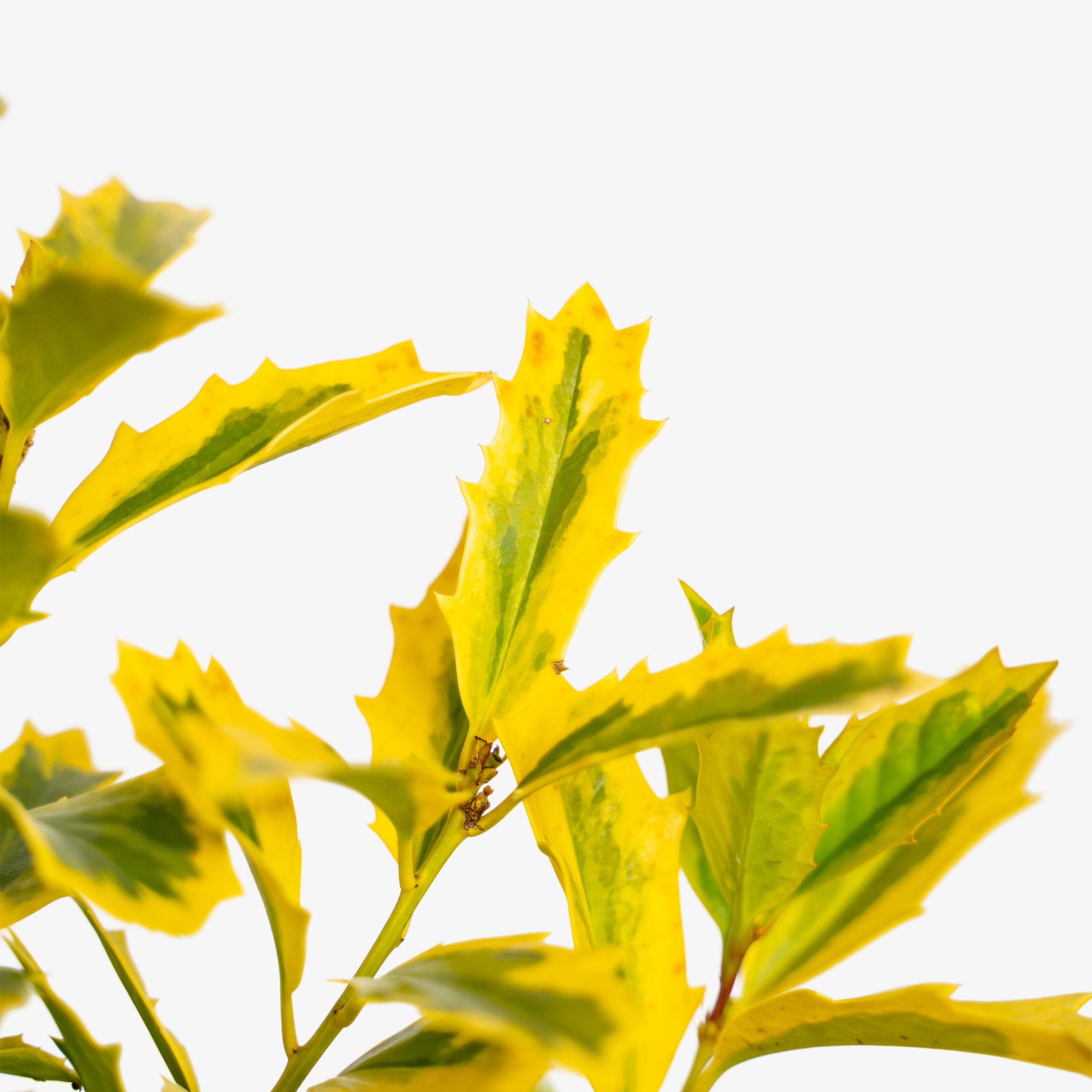 Golden Oakland® Holly For Sale Online | The Tree Center