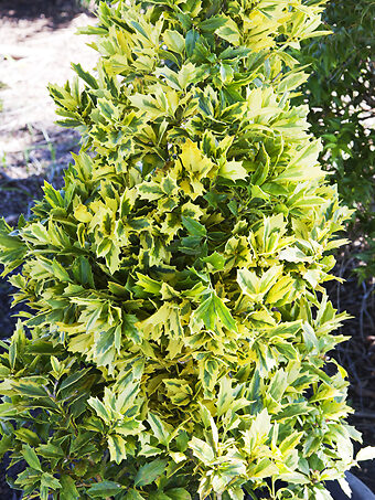 Buy Holly Trees | Holly Bushes & Trees For Sale | The Tree Center