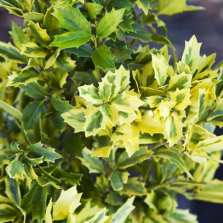 Golden Oakland® Holly For Sale Online | The Tree Center