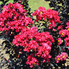 Indulgence® Raspberry Gelato Crape Myrtle For Sale Online | The Tree Center