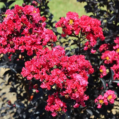 Indulgence® Raspberry Gelato Crape Myrtle For Sale Online | The Tree Center