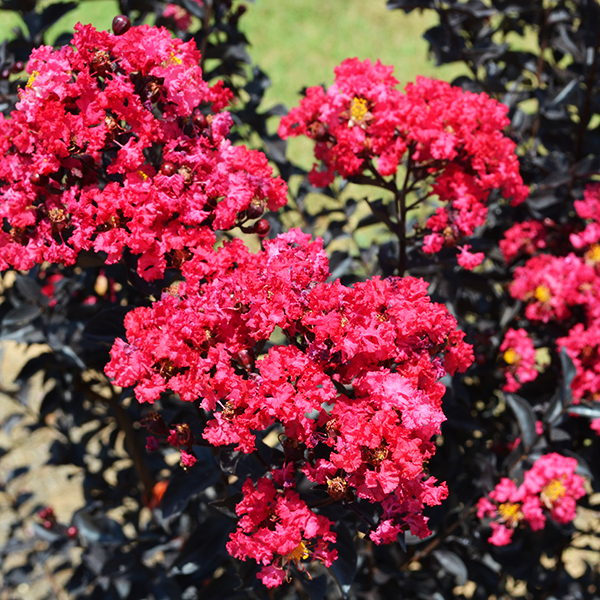 Indulgence® Raspberry Gelato Crape Myrtle For Sale Online | The Tree Center