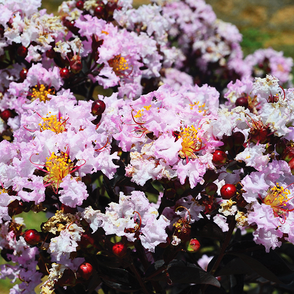 Indulgence Vanilla Gelato Crape Myrtle | The Tree Center