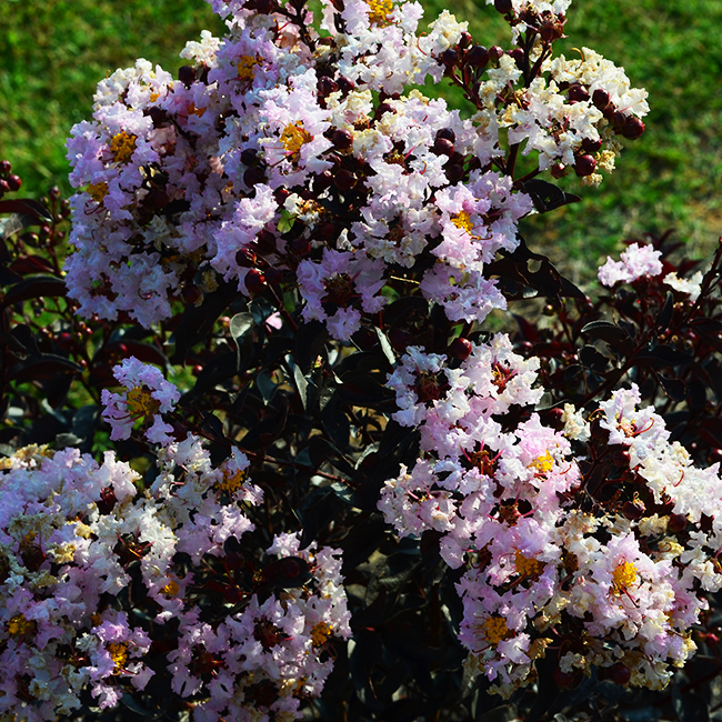 Indulgence Vanilla Gelato Crape Myrtle | The Tree Center