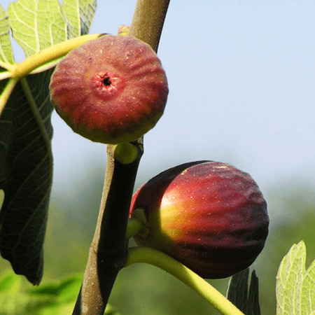 Italian Everbearing Fig For Sale Online | The Tree Center