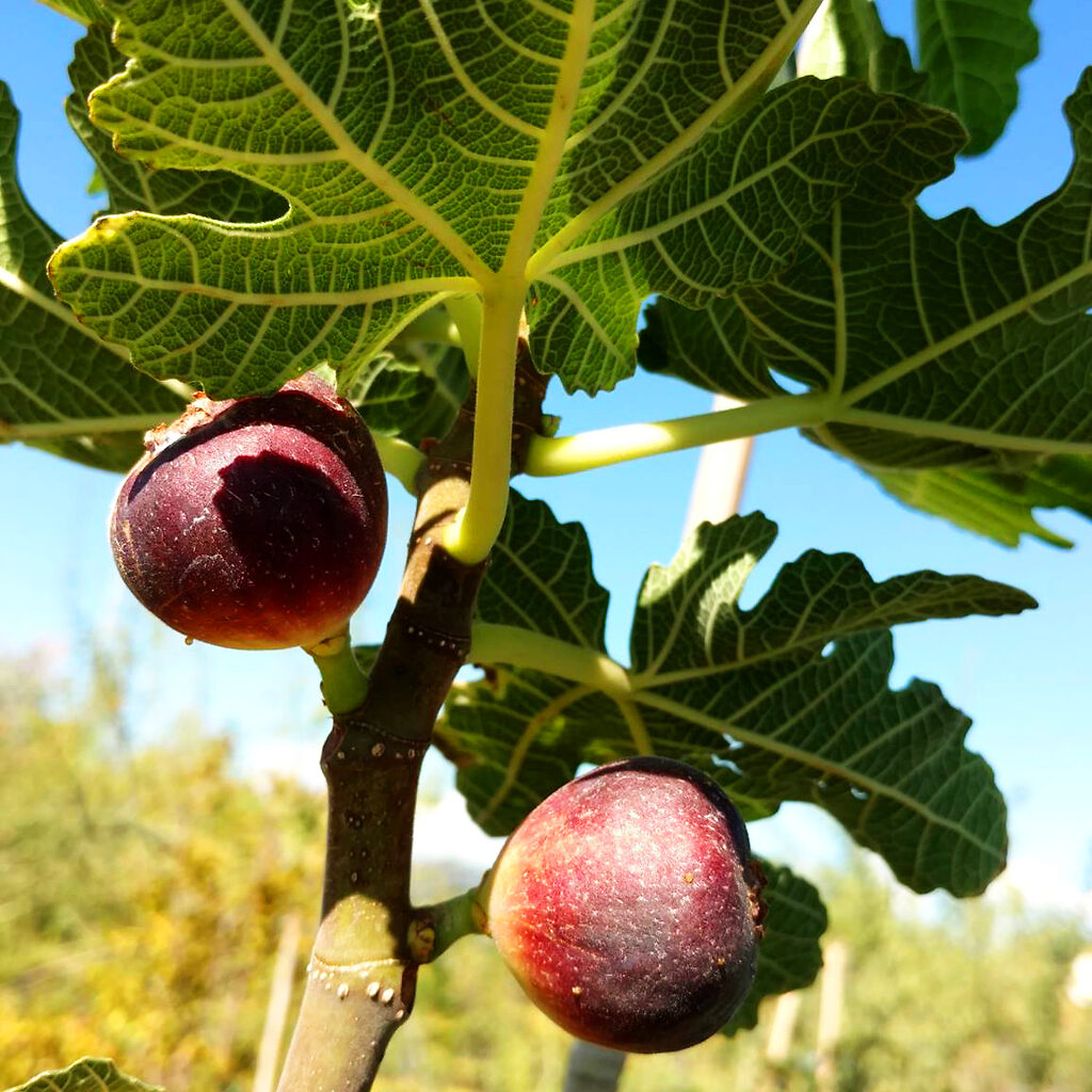 Italian Everbearing Fig For Sale Online | The Tree Center