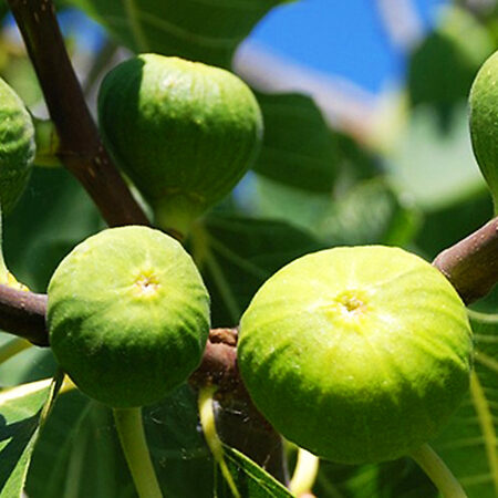 ‘Kadota’ Fig For Sale Online | The Tree Center