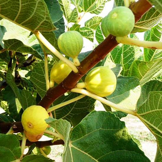 ‘Kadota’ Fig For Sale Online | The Tree Center