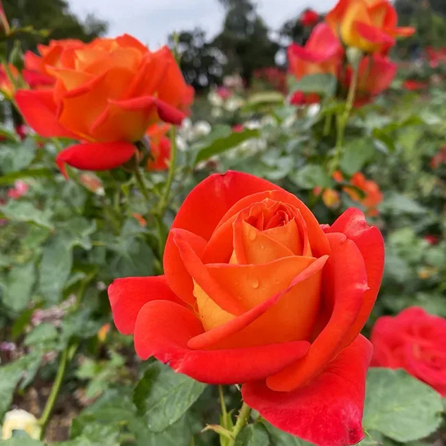 Mustard & Ketchup Rose For Sale Online | The Tree Center