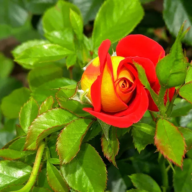 Mustard & Ketchup Rose For Sale Online | The Tree Center