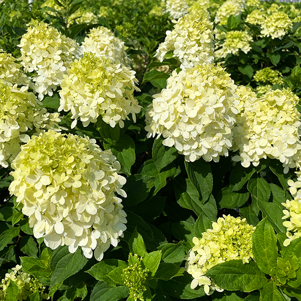 Limelight Prime® Hydrangea For Sale Online | The Tree Center