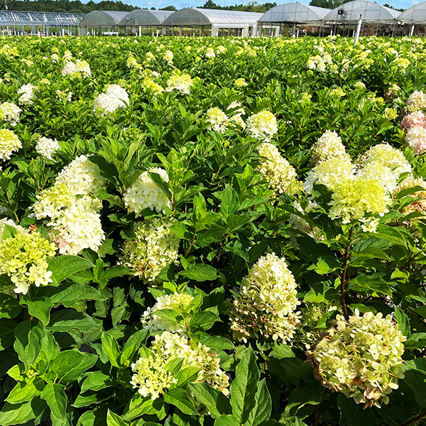 Limelight Prime® Hydrangea For Sale Online | The Tree Center