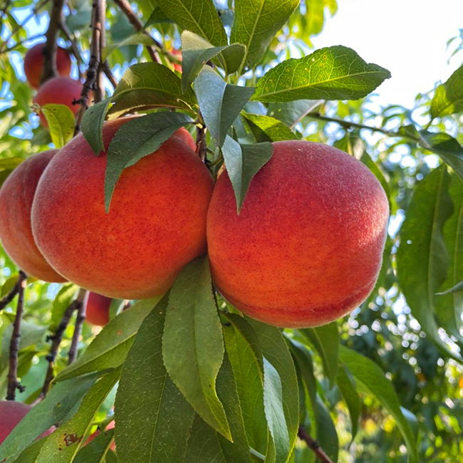 Messina Peach For Sale Online | The Tree Center