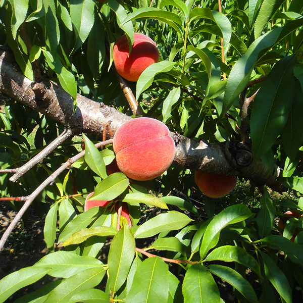 Messina Peach For Sale Online | The Tree Center