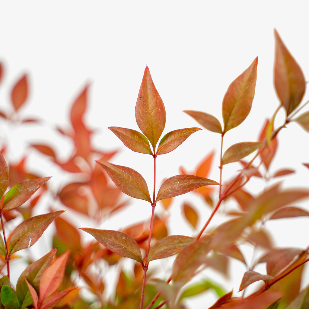 Tuscan Flame Nandina For Sale Online | The Tree Center