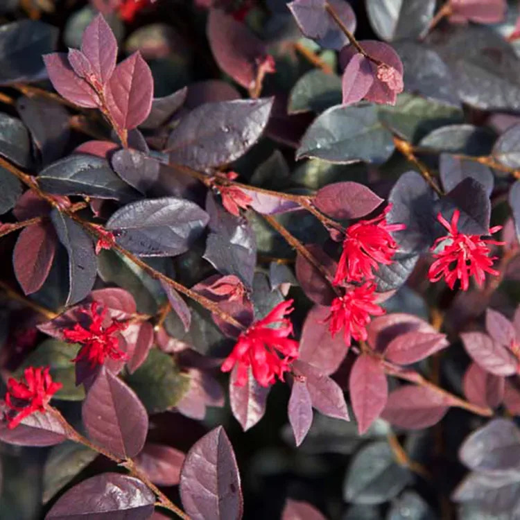 Red Diamond™ Loropetalum For Sale Online | The Tree Center