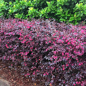 Red Diamond™ Loropetalum For Sale Online | The Tree Center