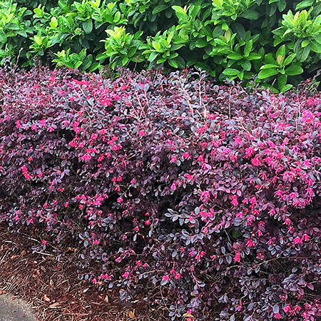 Red Diamond™ Loropetalum For Sale Online | The Tree Center
