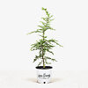 Sanders BlueHimalayan Cedar For Sale Online | The Tree Center