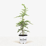 Sanders BlueHimalayan Cedar For Sale Online | The Tree Center