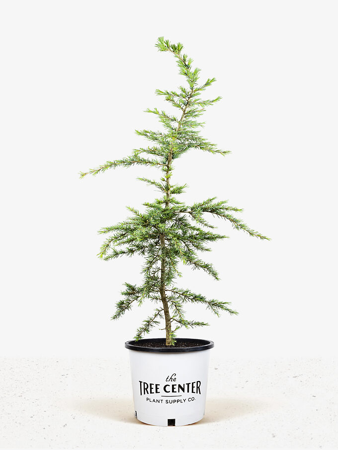 Feelin' Blue Deodar Cedar For Sale Online | The Tree Center