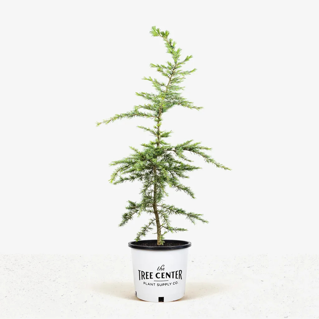 Sanders BlueHimalayan Cedar For Sale Online | The Tree Center