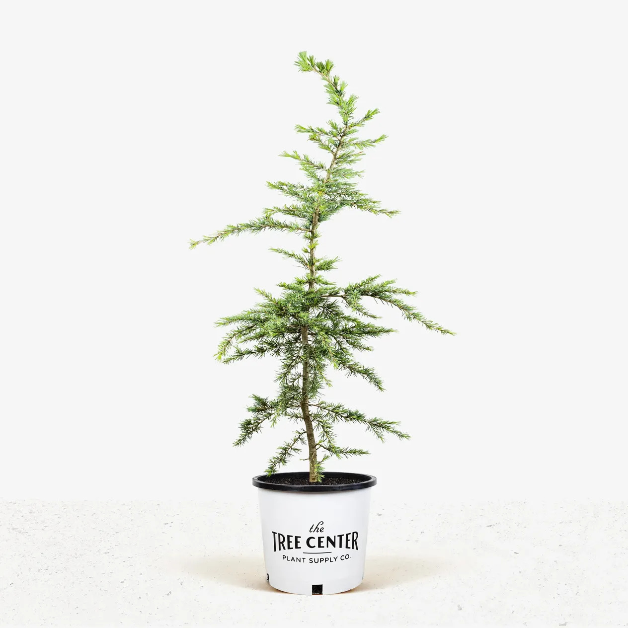 Sanders BlueHimalayan Cedar For Sale Online | The Tree Center