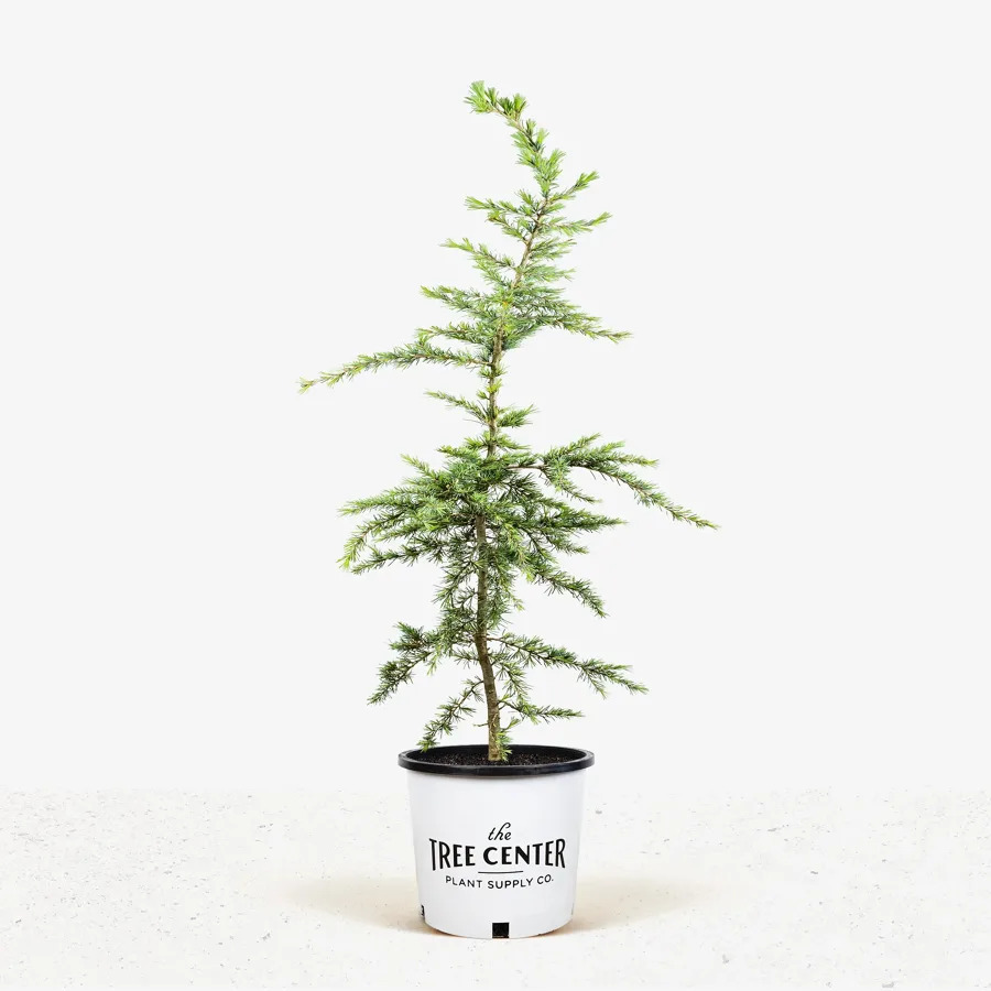 Sanders BlueHimalayan Cedar For Sale Online | The Tree Center