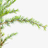 Sanders BlueHimalayan Cedar For Sale Online | The Tree Center
