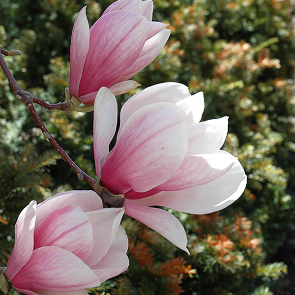 Saucer Magnolia For Sale Online | The Tree Center