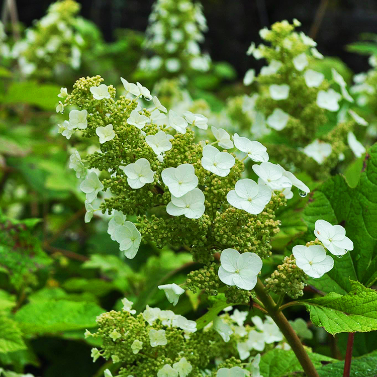 Sike's Dwarf Hydrangea For Sale Online | The Tree Center