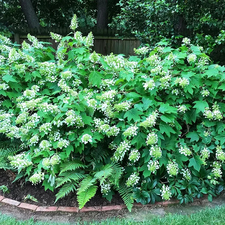 Sike's Dwarf Hydrangea For Sale Online | The Tree Center