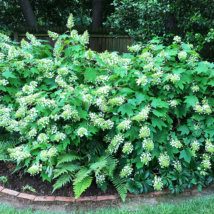 Sike's Dwarf Hydrangea For Sale Online | The Tree Center